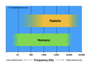 How rabbits hear the world: in-depth guide - New Rabbit Owner